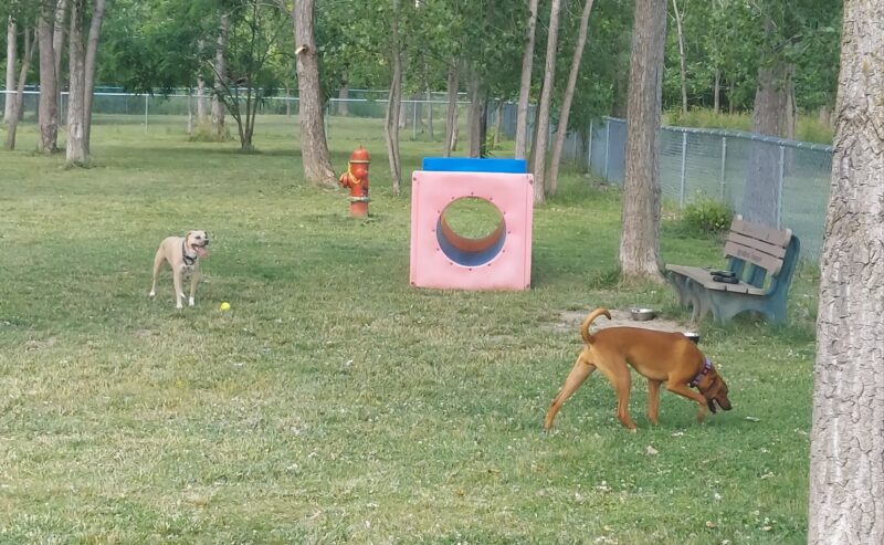 Splash for dogs: Resident seeks park water source | News, Sports, Jobs ...